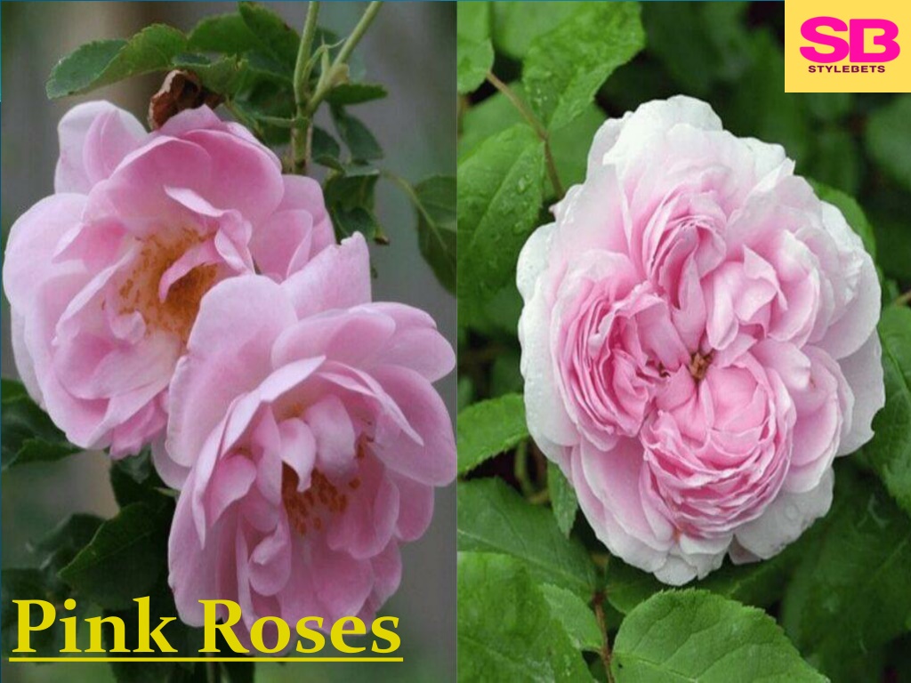 PPT - How much does it cost to buy pink roses? PowerPoint Presentation ...