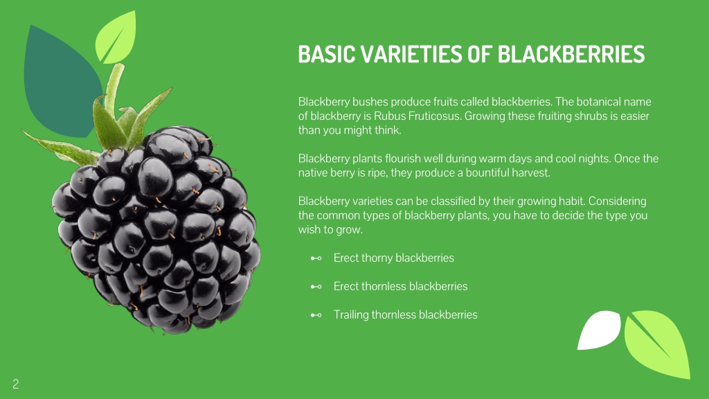 PPT - HOW TO PLANT, GROW AND CARE FOR DIFFERENT BLACKBERRY VARIETIES ...