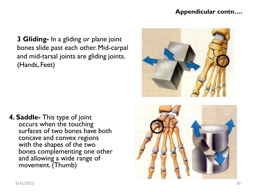PPT - skeletal system ppt PowerPoint Presentation, free download - ID ...