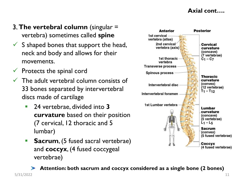 PPT - skeletal system ppt PowerPoint Presentation, free download - ID ...