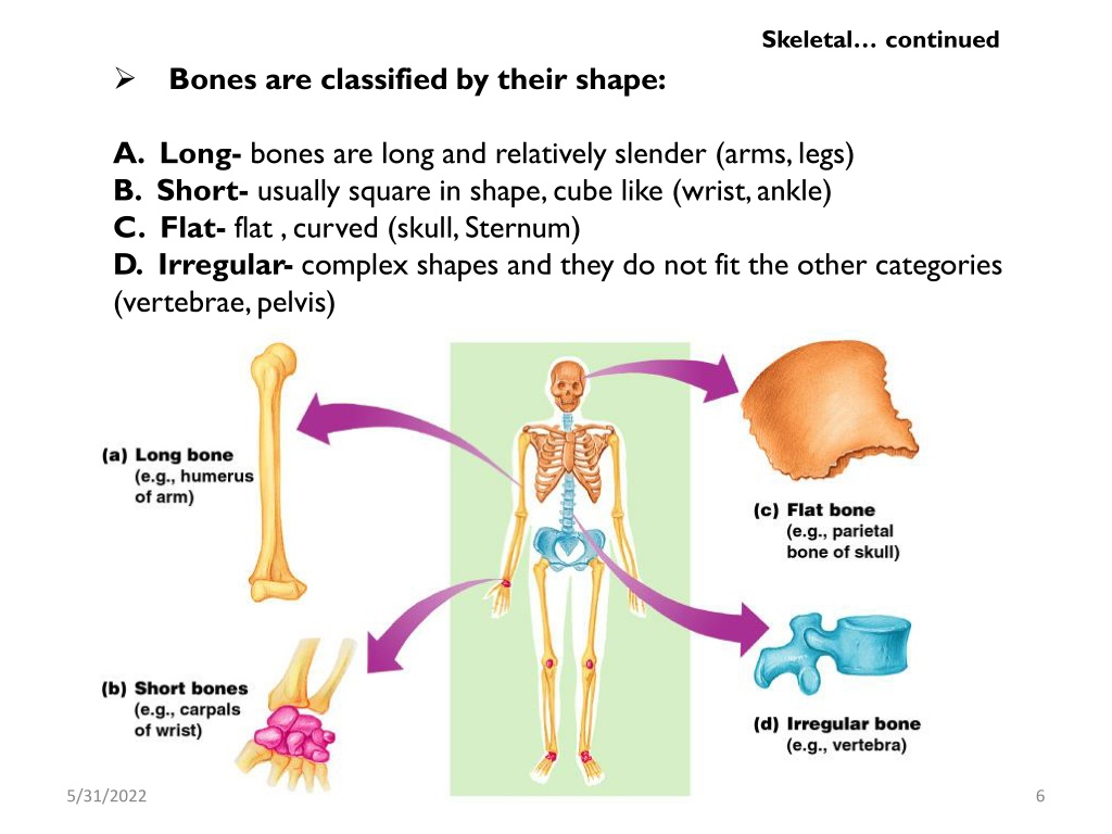 PPT - skeletal system ppt PowerPoint Presentation, free download - ID ...