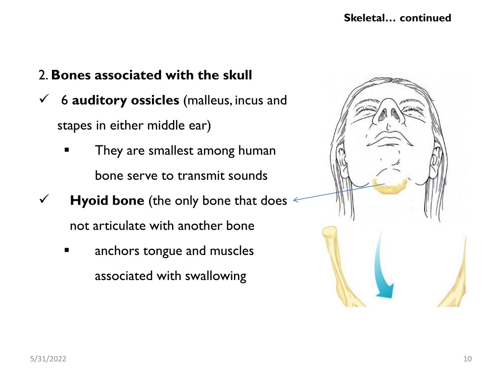 PPT - skeletal system ppt PowerPoint Presentation, free download - ID ...