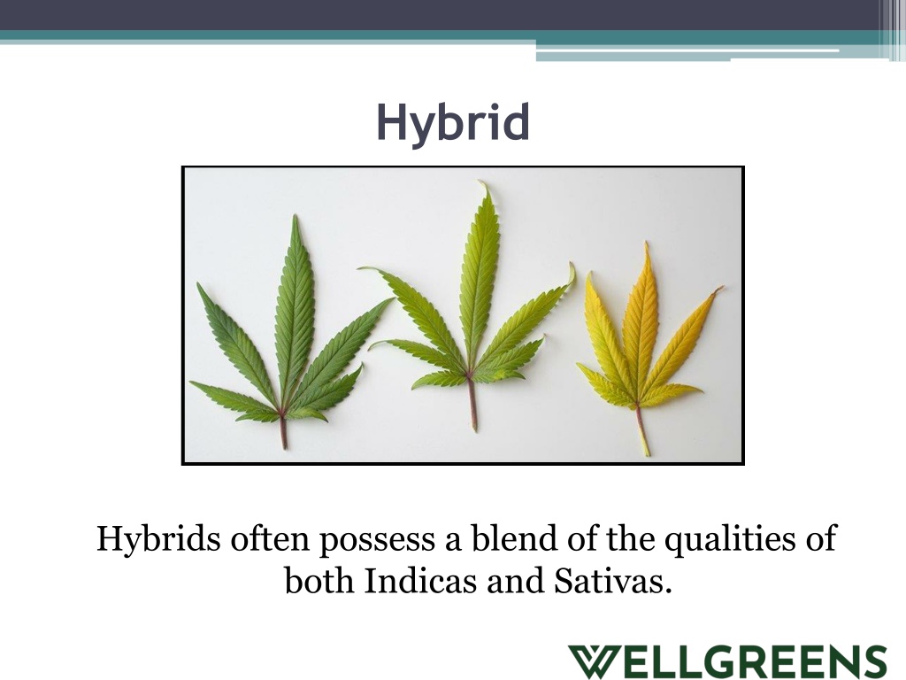 PPT - Types Of Medical Cannabis Flowers PowerPoint Presentation, free ...