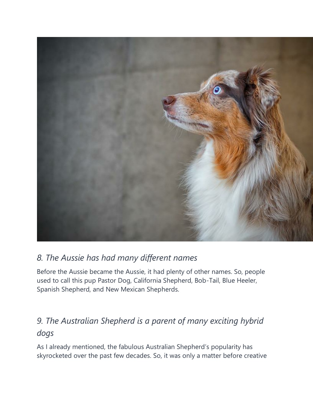 PPT - 11 facts about the Australian Shepherd PowerPoint Presentation ...
