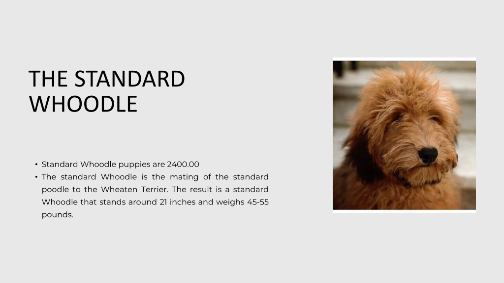 PPT - Whoodle Puppies For Sale - Feathers and Fleece Farm PowerPoint ...