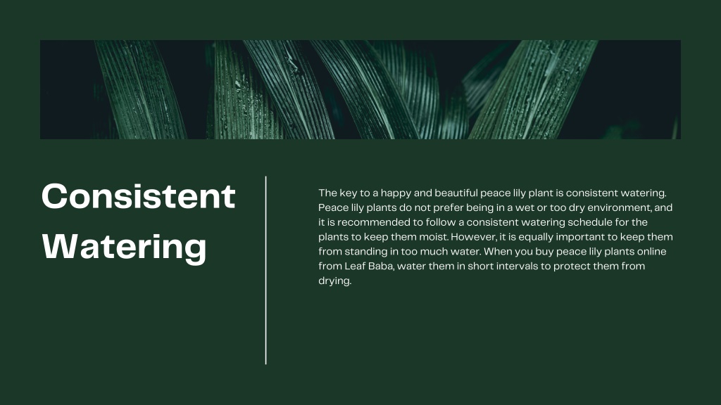 PPT - Top 4 Tips to Keep Your Peace Lilies Healthy and Beautiful ...