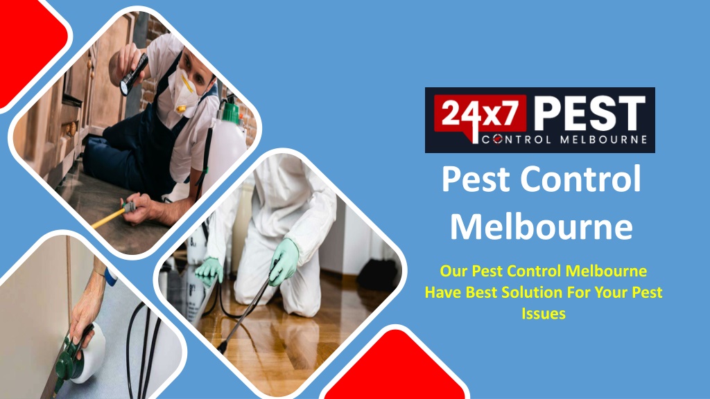 PPT - 247 Pest Control Melbourne PowerPoint Presentation, free download ...