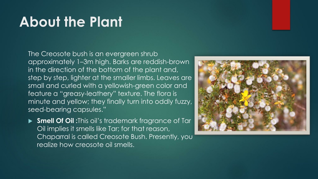 PPT - All you need to know about Creosote Skincare PowerPoint ...
