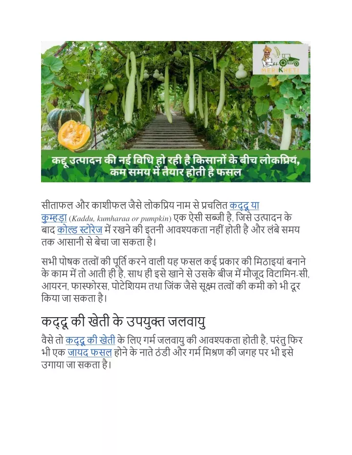 PPT - कद्दू उत्पादन की नई विधि हो रही है किसानों के बीच लोकप्रिय ...
