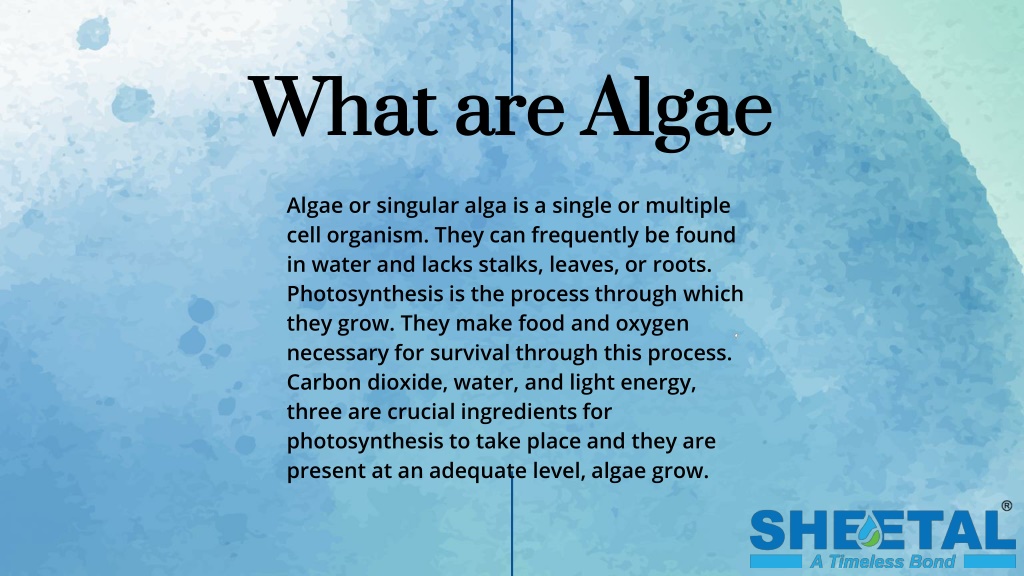 PPT - How To Prevent Algae Growth In Your Water Storage Tank PowerPoint ...
