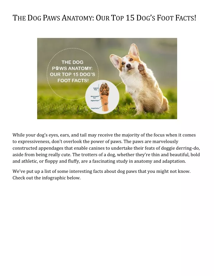PPT - The Dog Paws Anatomy: Our Top 15 Dog’s Foot Facts ...