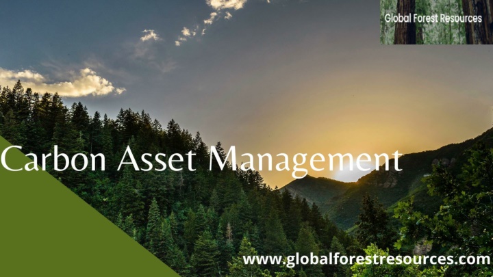 PPT - Carbon Asset Management-Global Forest Resources PowerPoint ...