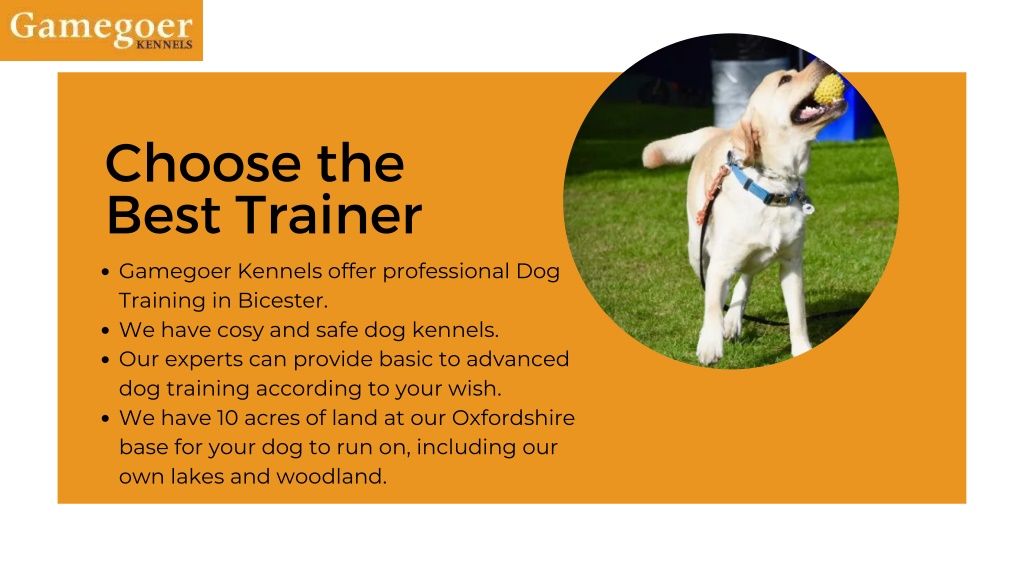 PPT - Four Reasons to Choose Professional Dog Trainer PowerPoint ...
