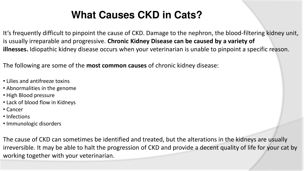 PPT - Know all about Chronic Kidney Disease (CKD) In Cats | VetSupply ...