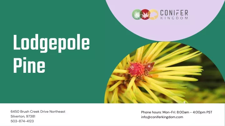 PPT - All You Need to Know About Lodgepole Pines PowerPoint ...