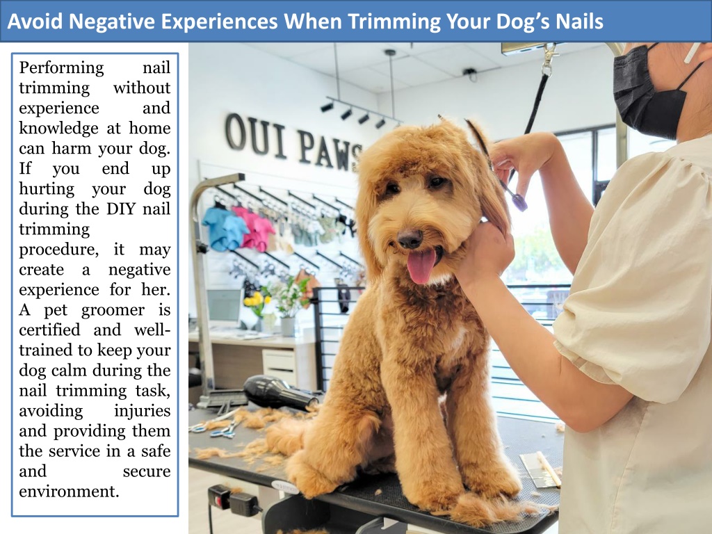 PPT - Why Should A Professional Pet Groomer Trim Your Dogs Nail ...