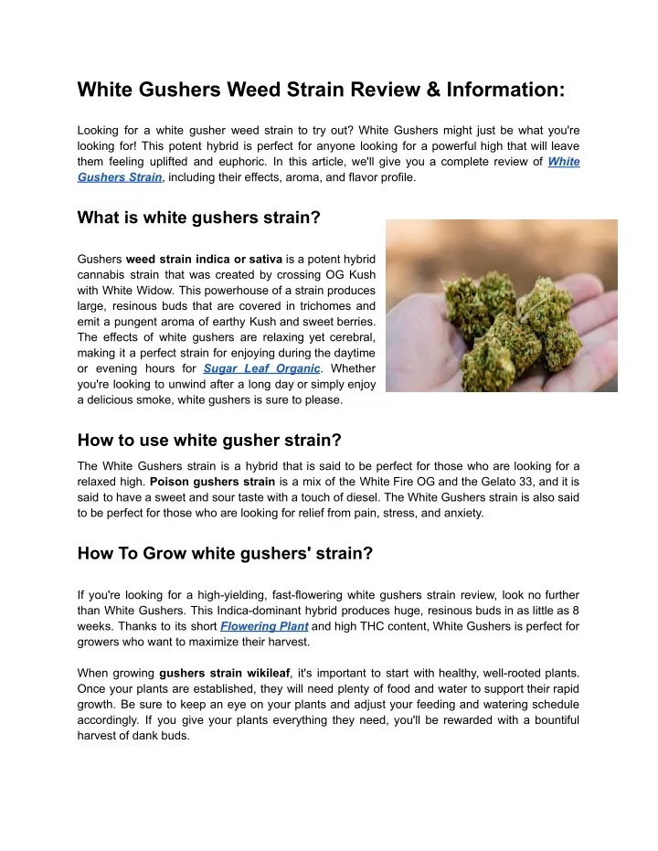 PPT - White Gushers Weed Strain Review & Information_ PowerPoint ...