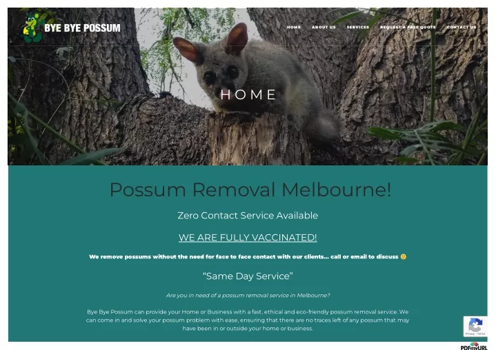 PPT - Possum Pest Control Melbourne PowerPoint Presentation, free ...
