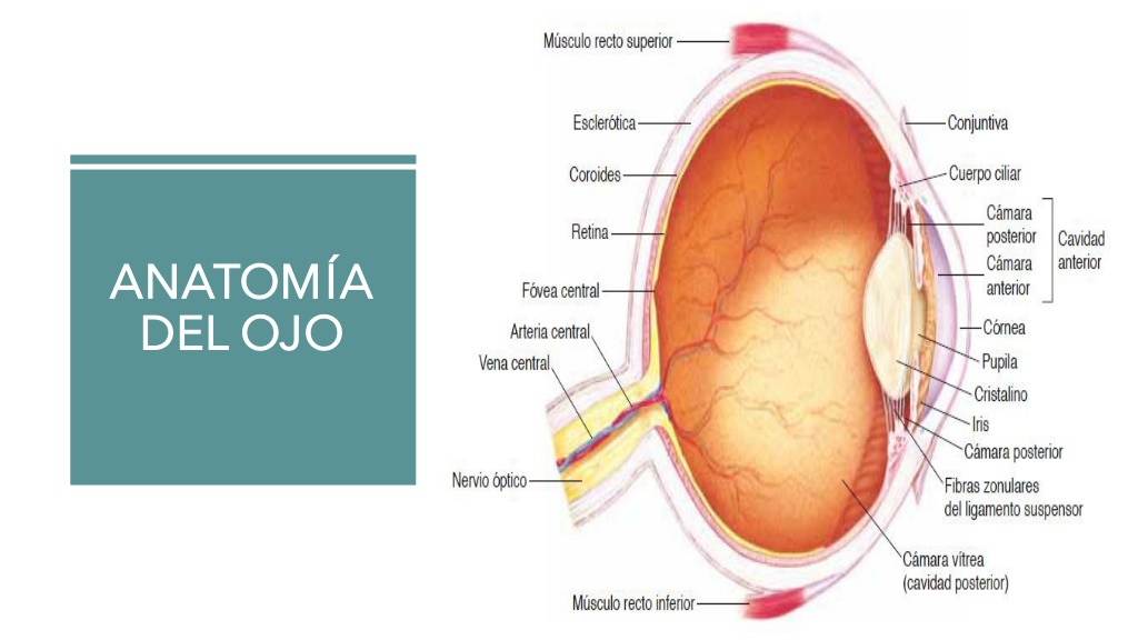 PPT - REFLEJO DE LA VISIÓN PowerPoint Presentation, free download - ID ...