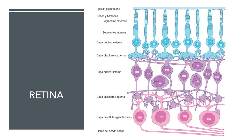 PPT - REFLEJO DE LA VISIÓN PowerPoint Presentation, free download - ID ...