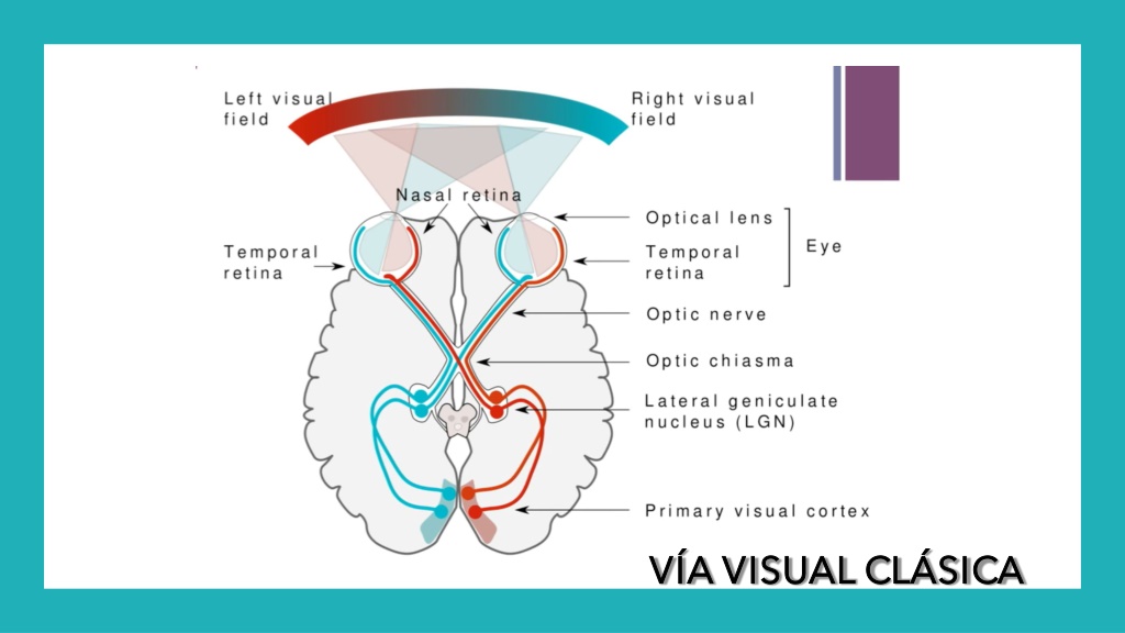 PPT - REFLEJO DE LA VISIÓN PowerPoint Presentation, free download - ID ...