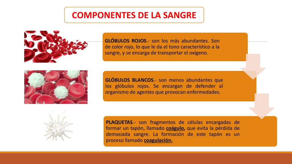 PPT - Sistema Circulatorio y Excretor PowerPoint Presentation, free ...