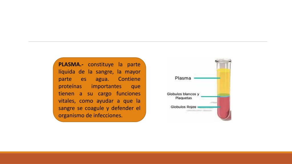 PPT - Sistema Circulatorio y Excretor PowerPoint Presentation, free ...