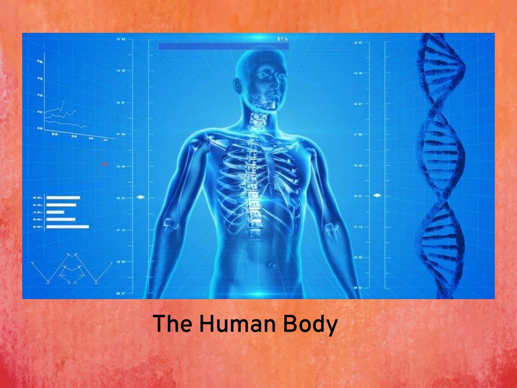 Ppt The Human Body Powerpoint Presentation Free Download Id 11619637