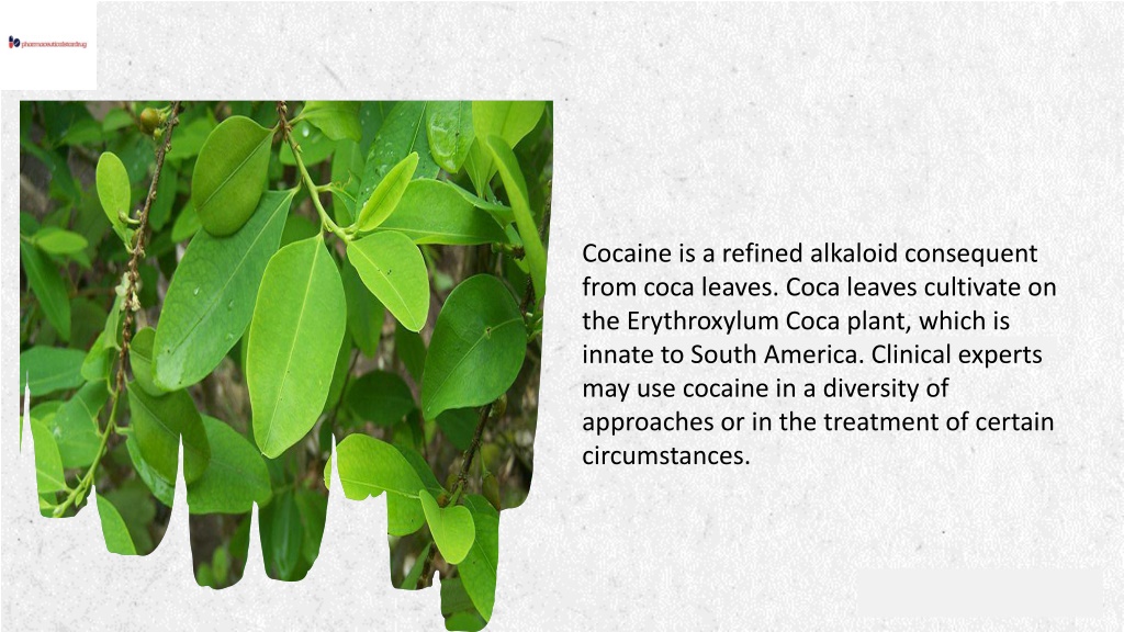 PPT - What are the Medical Benefits of Using CocainE Drug? PowerPoint ...