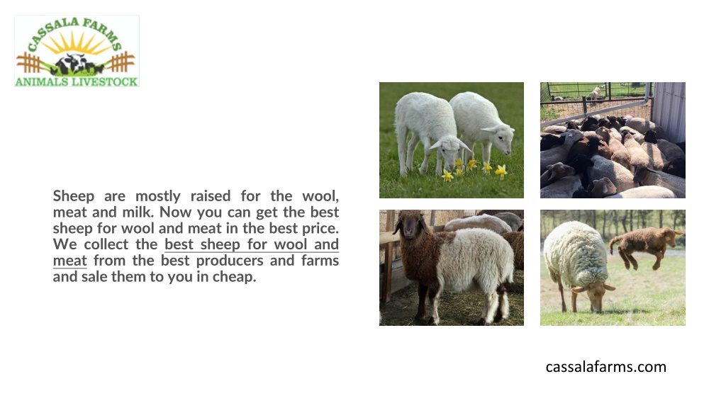 PPT - Best Sheep for Wool and Meat PowerPoint Presentation, free ...