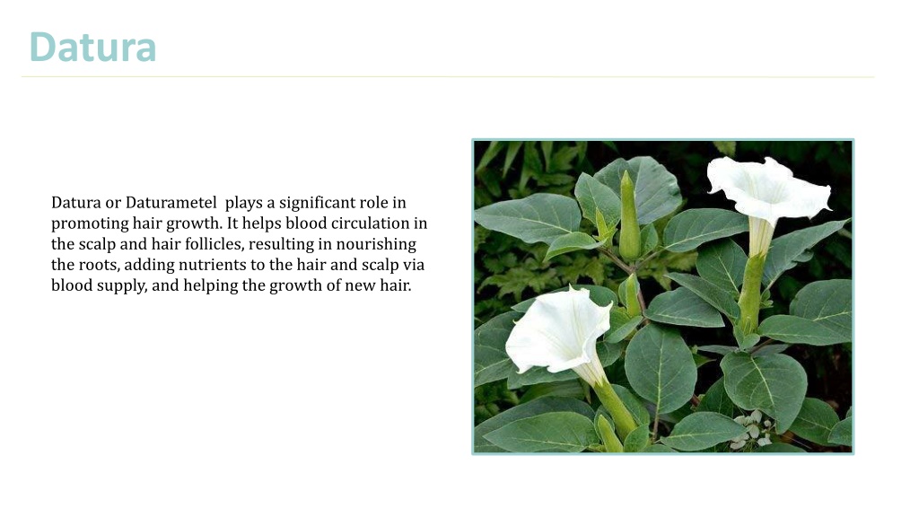 PPT - Can Ayurvedic Alopecia oils help hair growth PowerPoint ...