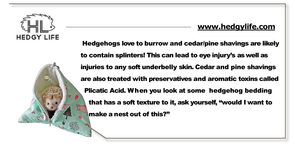 PPT - Know the best hedgehog breeders and hedgehog breeding with ...