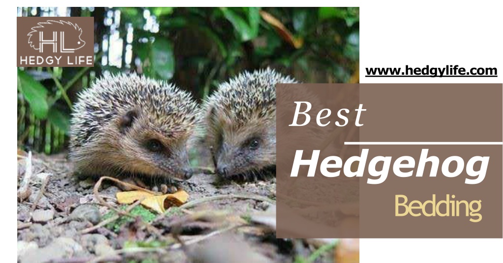 PPT - Know the best hedgehog breeders and hedgehog breeding with ...