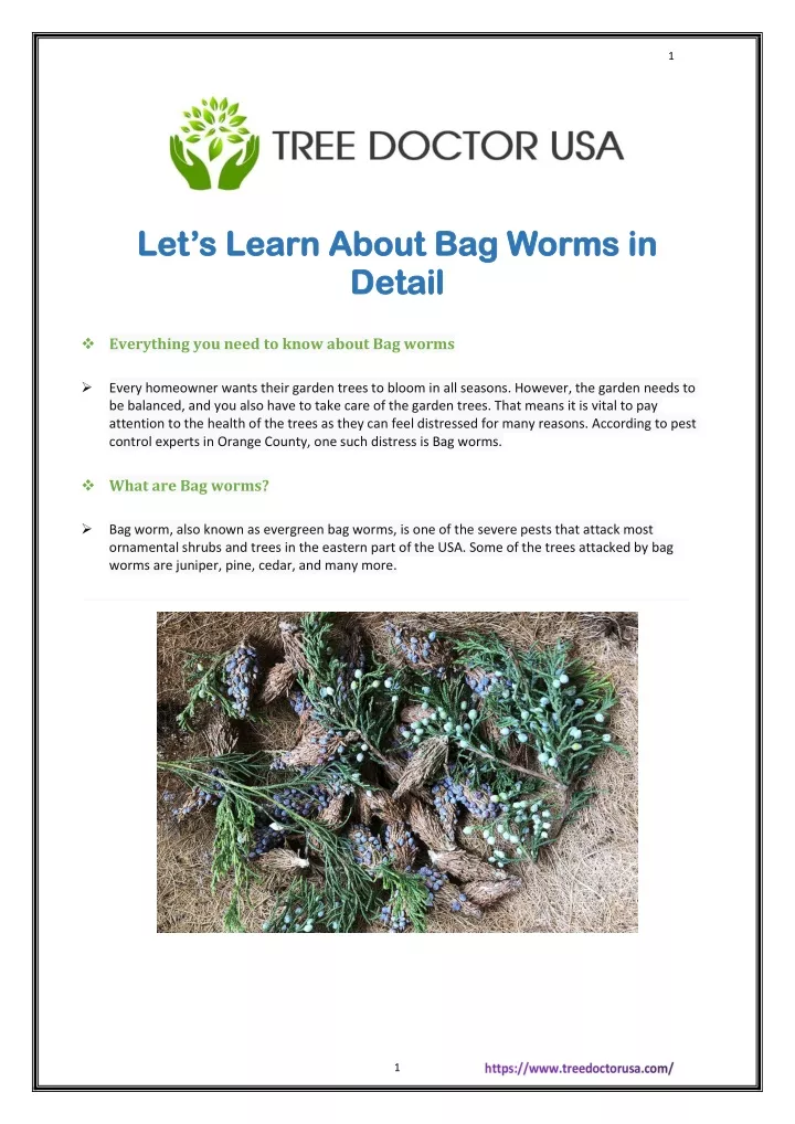 PPT - Identify, Treat, & Prevent Bag Worms Pests From Your Trees ...