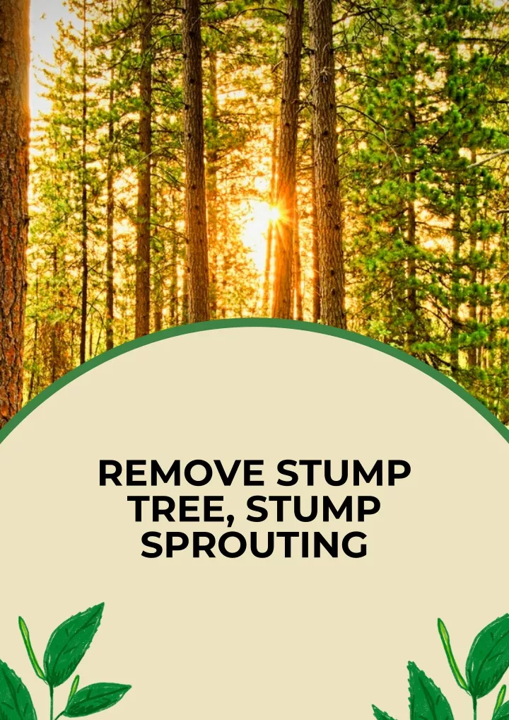 PPT - Remove Stump Tree, Stump Sprouting PowerPoint Presentation, free ...