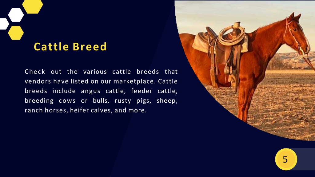 PPT - Cattle for Sale - ConneXion Livestock PowerPoint Presentation ...