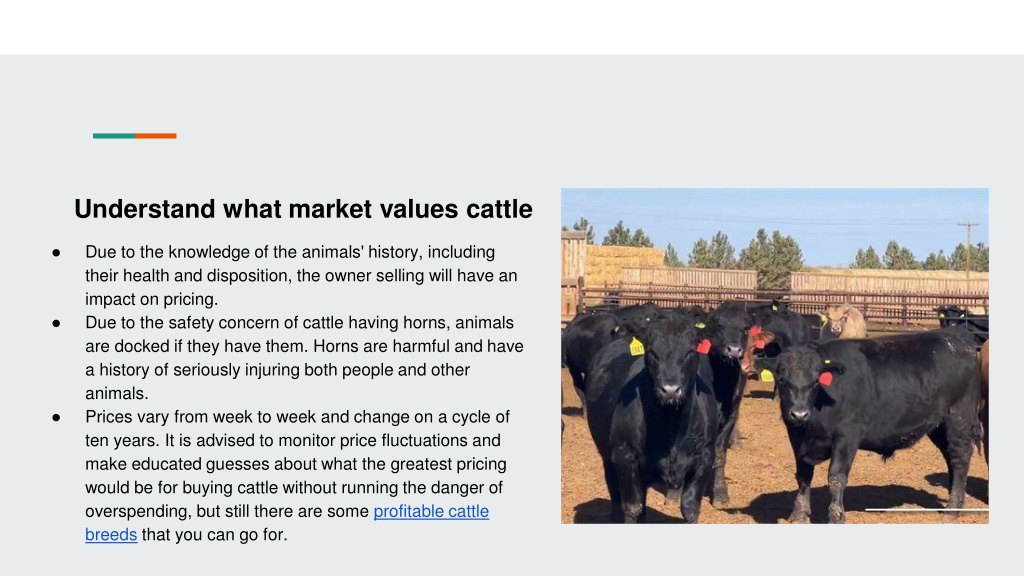 PPT - Cattle for Sale - How to Buy Cattle at Auction PowerPoint ...