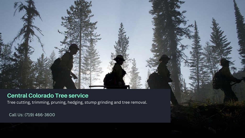 PPT - Professional Tree Service - Central Colorado Tree Service ...