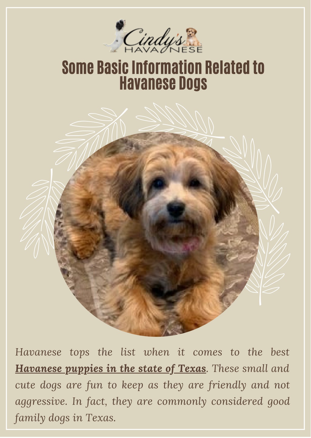 PPT - Buy Havanese Puppies in The State of Texas at Cindy's Havanese PowerPoint Presentation ...
