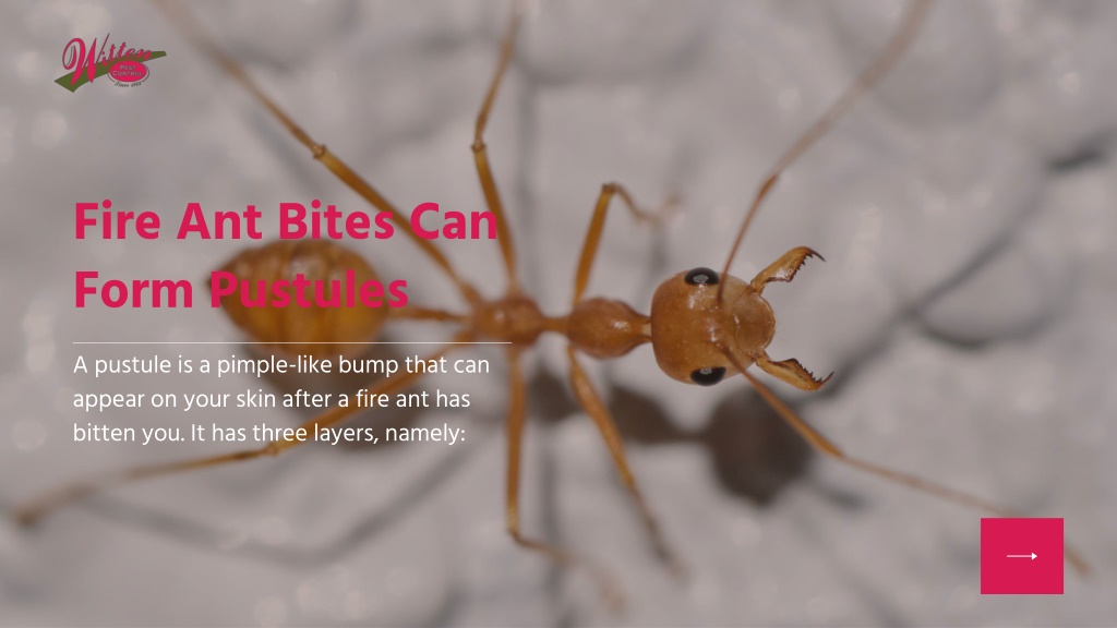 PPT - Fire Ants Are In San Antonio- Here’s What You Need To Know ...