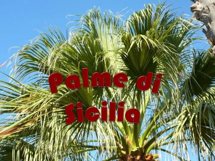 PPT - Palme di Sicilia PowerPoint Presentation, free download - ID:11736550