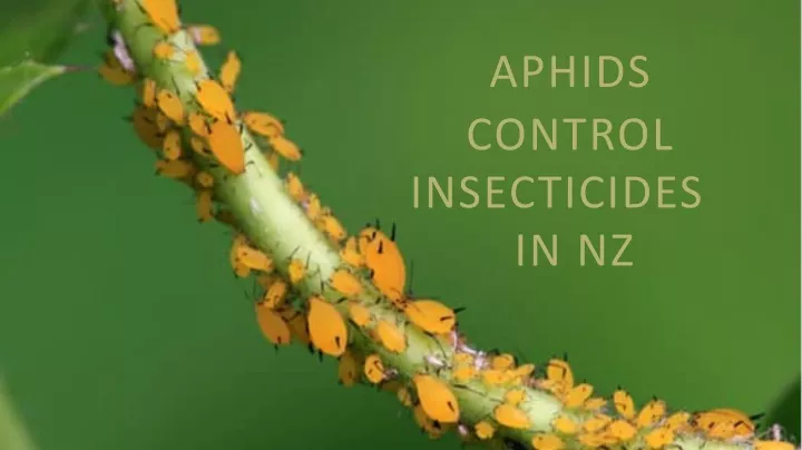 PPT - Aphids Control Insecticides in NZ PowerPoint Presentation, free ...