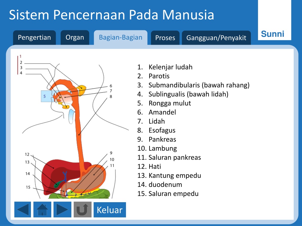 PPT - Sistem_pencernaan_pada_manusia_ppt PowerPoint Presentation, free ...