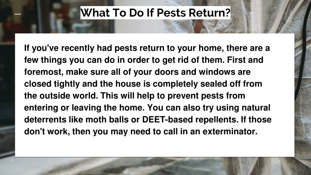 PPT - Pest Control Ringwood PowerPoint Presentation, free download - ID ...