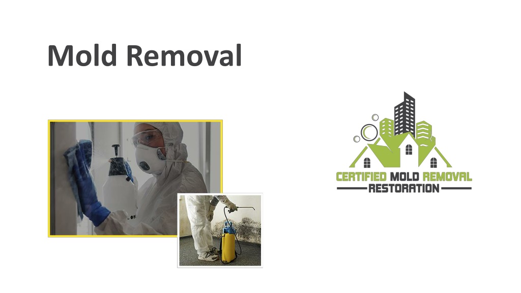 PPT - Professional Mold Removal and Remediation PowerPoint Presentation ...