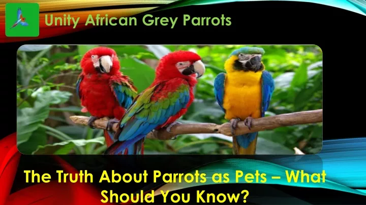 PPT - The Truth About Parrots as Pets – What Should You Know ...