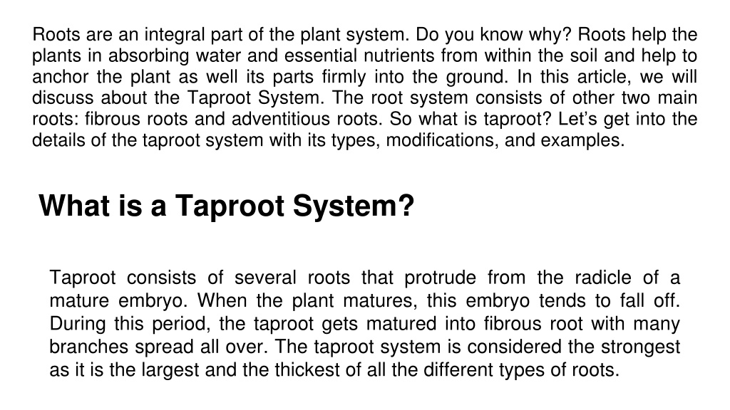 PPT - Taproot System PowerPoint Presentation, free download - ID:11792864 PPT - Taproot System PowerPoint Presentation, free download - ID:11792864