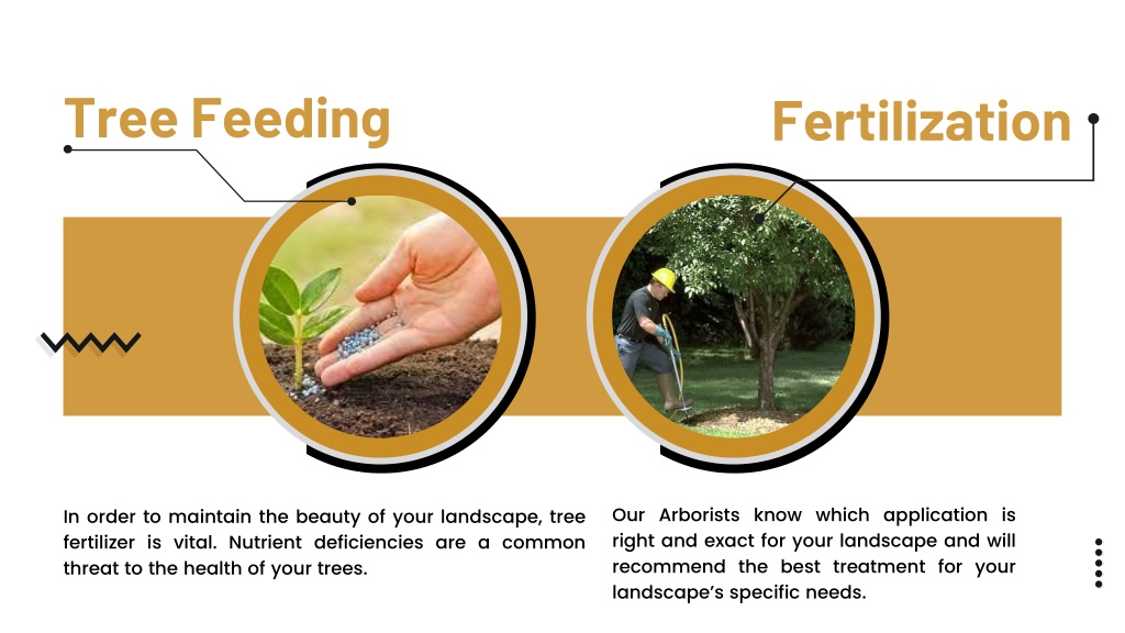 PPT - Plant Health Care Service by North Eastern Tree Service ...