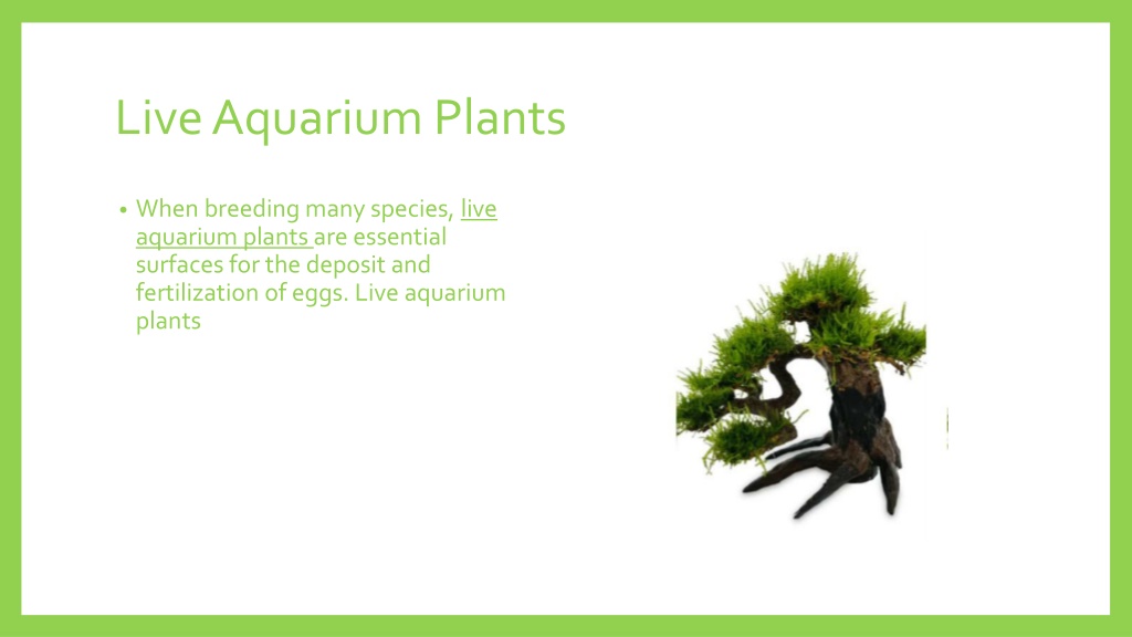 PPT - Aquarium Plants Online UK PowerPoint Presentation, free download ...