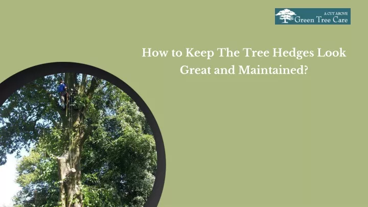 PPT - How to Keep The Tree Hedges Look Great and Maintained PowerPoint Presentation - ID:11822100